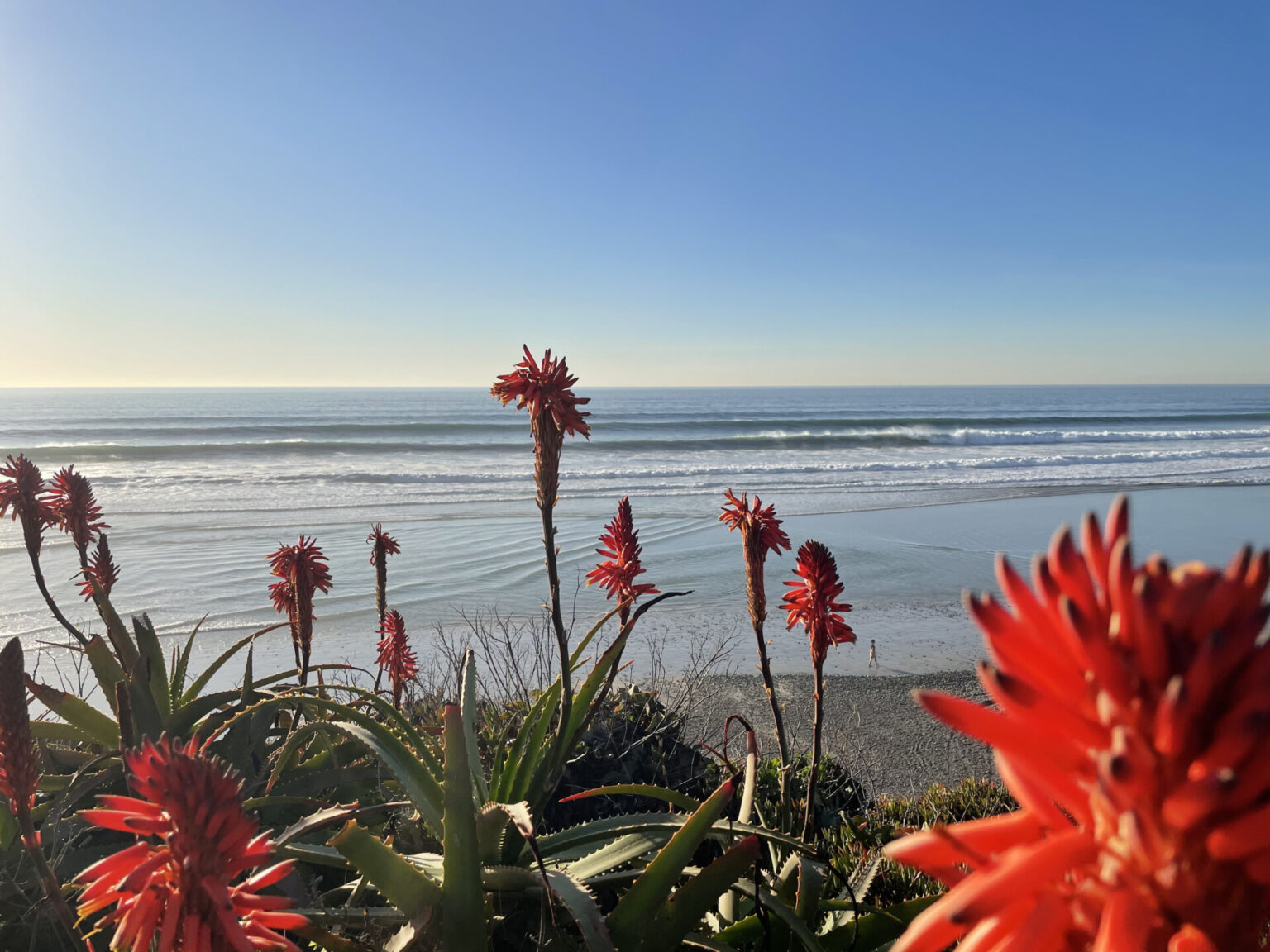Insider's Guide to Encinitas | Visit Encinitas - local secrets revealed